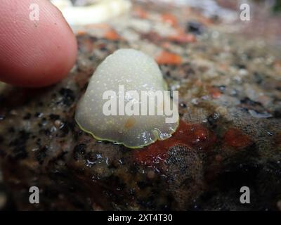Yellow-edged Cadlina (Cadlina luteomarginata) Mollusca Stock Photo - Alamy