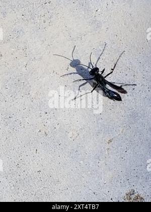 Cutworm Wasps (Podalonia) Insecta Stock Photo - Alamy