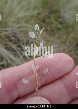 Common Whitlowgrass (Draba verna) Plantae Stock Photo - Alamy