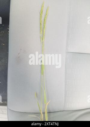 Ozark grass (Limnodea arkansana) Plantae Stock Photo - Alamy