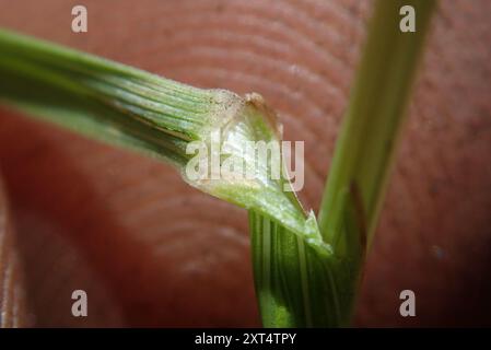 Goat-Beard Grass (Festuca caprina) Plantae Stock Photo - Alamy