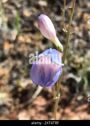 Dusty Beardtongue (Penstemon comarrhenus) Plantae Stock Photo - Alamy