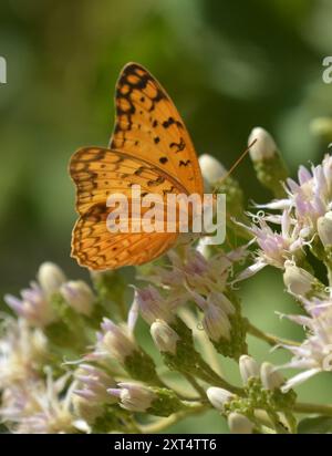 African Leopard (Phalanta phalantha aethiopica) Insecta Stock Photo - Alamy