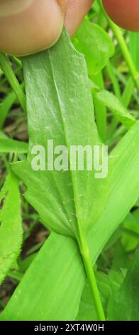 bulbous cress (Cardamine bulbosa) Plantae Stock Photo - Alamy