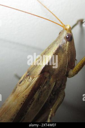 Coneheads (Ruspolia) Insecta Stock Photo - Alamy