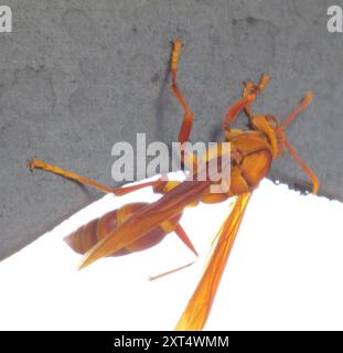 Executioner Wasp (Polistes carnifex) Insecta Stock Photo - Alamy