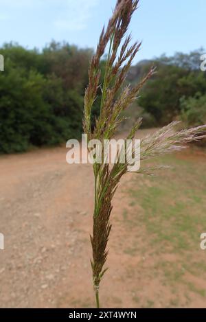 Bushgrass (Calamagrostis epigejos) Plantae Stock Photo - Alamy