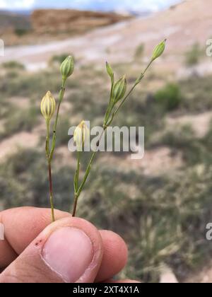 sleepy catchfly (Silene antirrhina) Plantae Stock Photo - Alamy