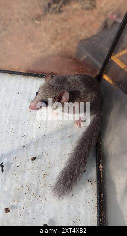 Woodland Dormouse (Graphiurus murinus) Mammalia Stock Photo - Alamy