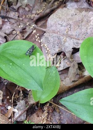 Common Snipe Fly (Rhagio mystaceus) Insecta Stock Photo - Alamy