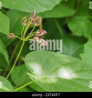 milkvines (Matelea) Plantae Stock Photo - Alamy