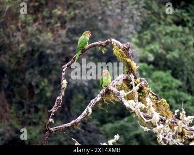 Mitred Parakeet (Psittacara mitratus) Aves Stock Photo - Alamy