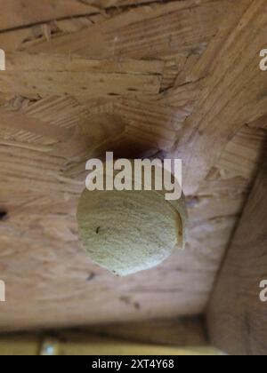 Hornets and Yellowjackets (Vespinae) Insecta Stock Photo - Alamy