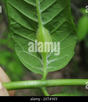 Ash Petiole Gall Midge (Dasineura tumidosae) Insecta Stock Photo - Alamy