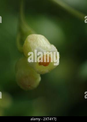 (Solena amplexicaulis) Plantae Stock Photo - Alamy