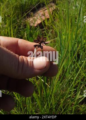 Red Sedge (Cyperus rupestris) Plantae Stock Photo - Alamy