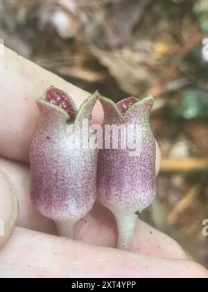 Virginia heartleaf (Asarum virginicum) Plantae Stock Photo - Alamy