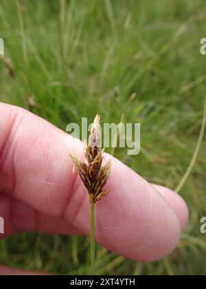 brown sedge (Carex disticha) Plantae Stock Photo - Alamy