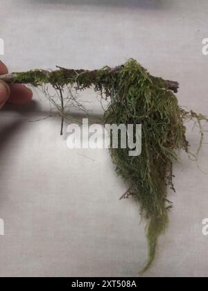 Cat's Tail Moss (Pseudisothecium stoloniferum) Plantae Stock Photo - Alamy