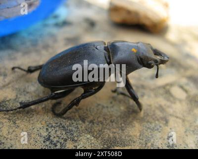 Smooth Stag Beetle (Lucanus placidus) Insecta Stock Photo - Alamy