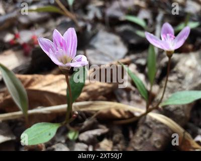Carolina Springbeauty (Claytonia caroliniana) Plantae Stock Photo - Alamy