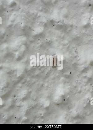 Peters' barklouse (Ectopsocus petersi) Insecta Stock Photo - Alamy