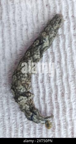 Underwing Moths (Catocala) Insecta Stock Photo - Alamy