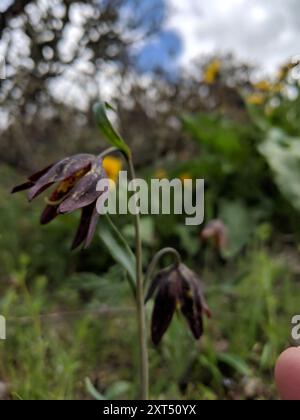 checker lily (Fritillaria affinis) Plantae Stock Photo - Alamy