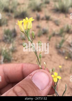 silver bladderpod (Physaria ludoviciana) Plantae Stock Photo - Alamy