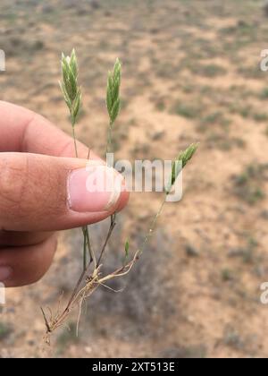 Sixweeks Fescue (Vulpia octoflora) Plantae Stock Photo - Alamy