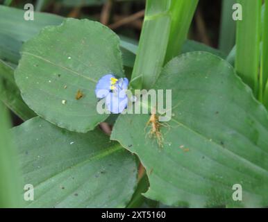 tropical spiderwort (Commelina benghalensis) Plantae Stock Photo - Alamy