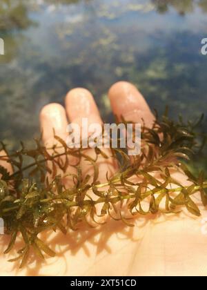 Hydrilla (Hydrilla verticillata) Plantae Stock Photo - Alamy
