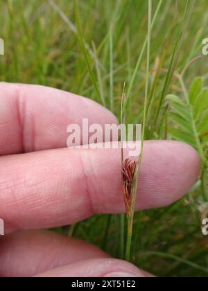 Saltmeadow Rush (Juncus gerardi) Plantae Stock Photo - Alamy