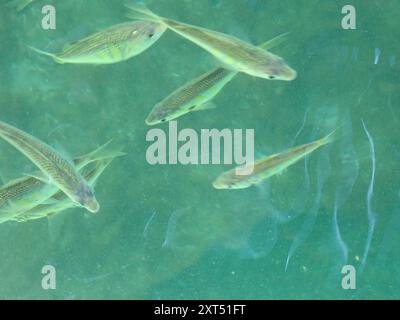 Shiner Surfperch (Cymatogaster aggregata) Actinopterygii Stock Photo ...