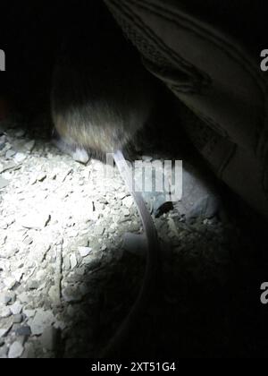 Kangaroo Rats (Dipodomys) Mammalia Stock Photo - Alamy