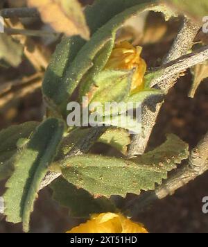 (Sida ovata) Plantae Stock Photo - Alamy