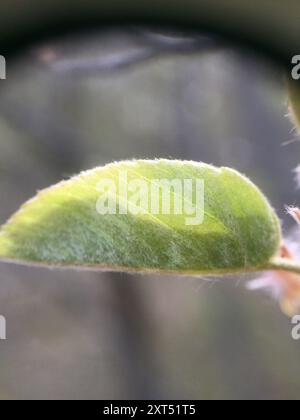 Running Serviceberry (Amelanchier stolonifera) Plantae Stock Photo - Alamy