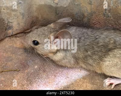 Woodrats (Neotoma) Mammalia Stock Photo - Alamy