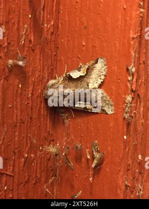 (Stretchia muricina) Insecta Stock Photo - Alamy