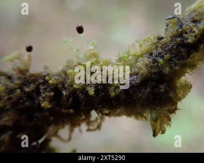 Pacific Fuzzwort (Ptilidium californicum) Plantae Stock Photo - Alamy