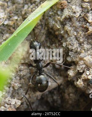 Silky Field Ant (Formica subsericea) Insecta Stock Photo - Alamy