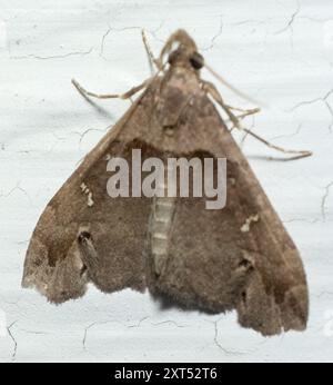 Ambiguous Moth (Lascoria ambigualis) Insecta Stock Photo - Alamy