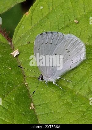 Summer Azure (Celastrina neglecta) Insecta Stock Photo - Alamy