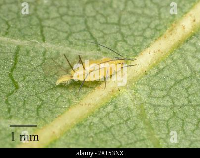 small walnut aphid (Chromaphis juglandicola) Insecta Stock Photo - Alamy