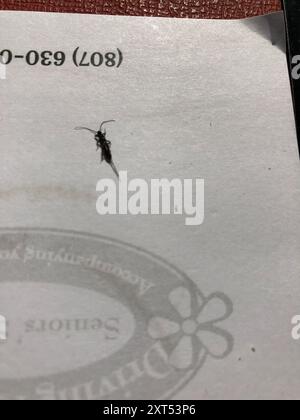 Small Winter Stoneflies (Capniidae) Insecta Stock Photo - Alamy