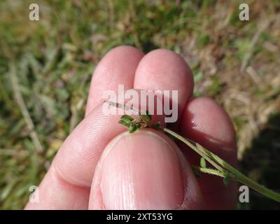 Bird's-foot (Ornithopus perpusillus) Plantae Stock Photo - Alamy