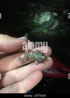 Cliff Chirping Frog Eleutherodactylus marnockii adult on leaf litter ...