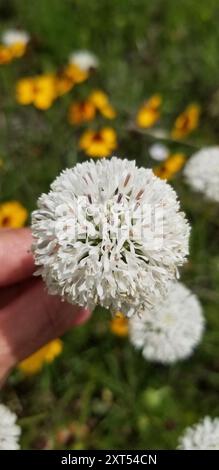 Barbara's-buttons (Marshallia caespitosa) Plantae Stock Photo - Alamy