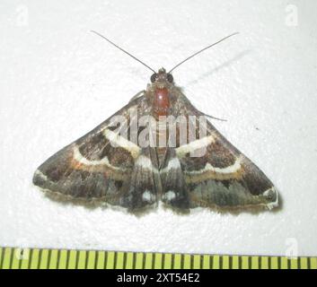 The Geometrician (Grammodes stolida) Insecta Stock Photo - Alamy