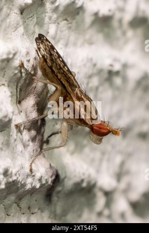 (Trypetoptera canadensis) Insecta Stock Photo - Alamy